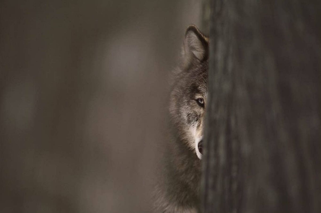 Photographer Jim Brandenburg adds a wolf paw to his signature ...
