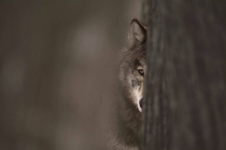 Photographer Jim Brandenburg adds a wolf paw to his signature ...